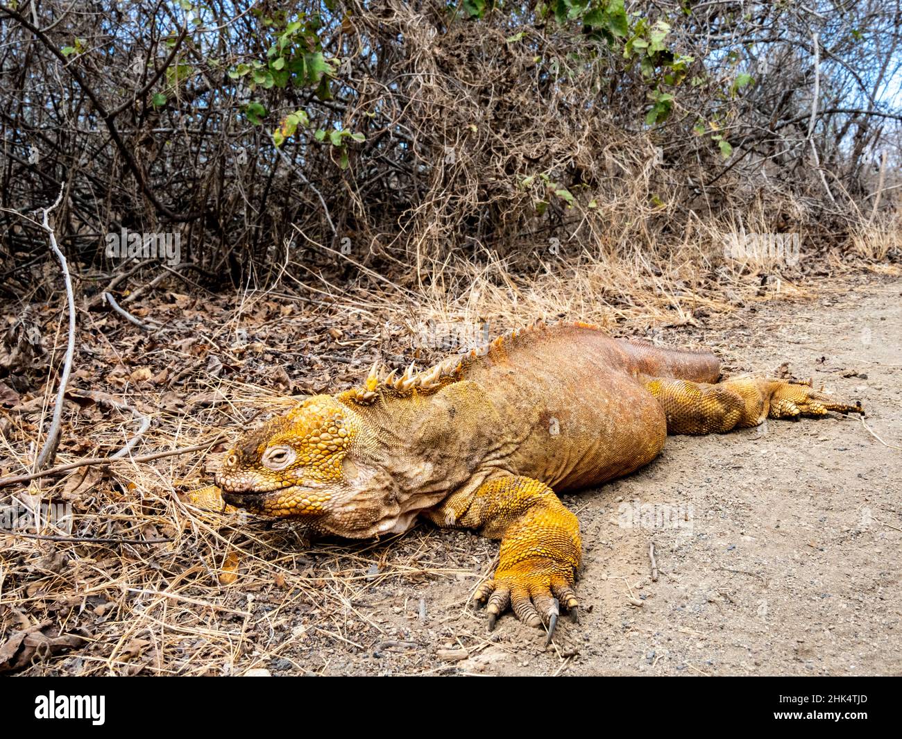 Iguane terrestre galapagos Banque de photographies et d’images à haute ...
