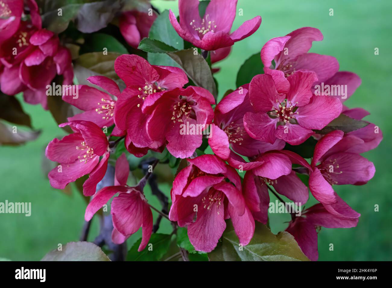Fleurs de pomme rouge Banque de photographies et d’images à haute ...