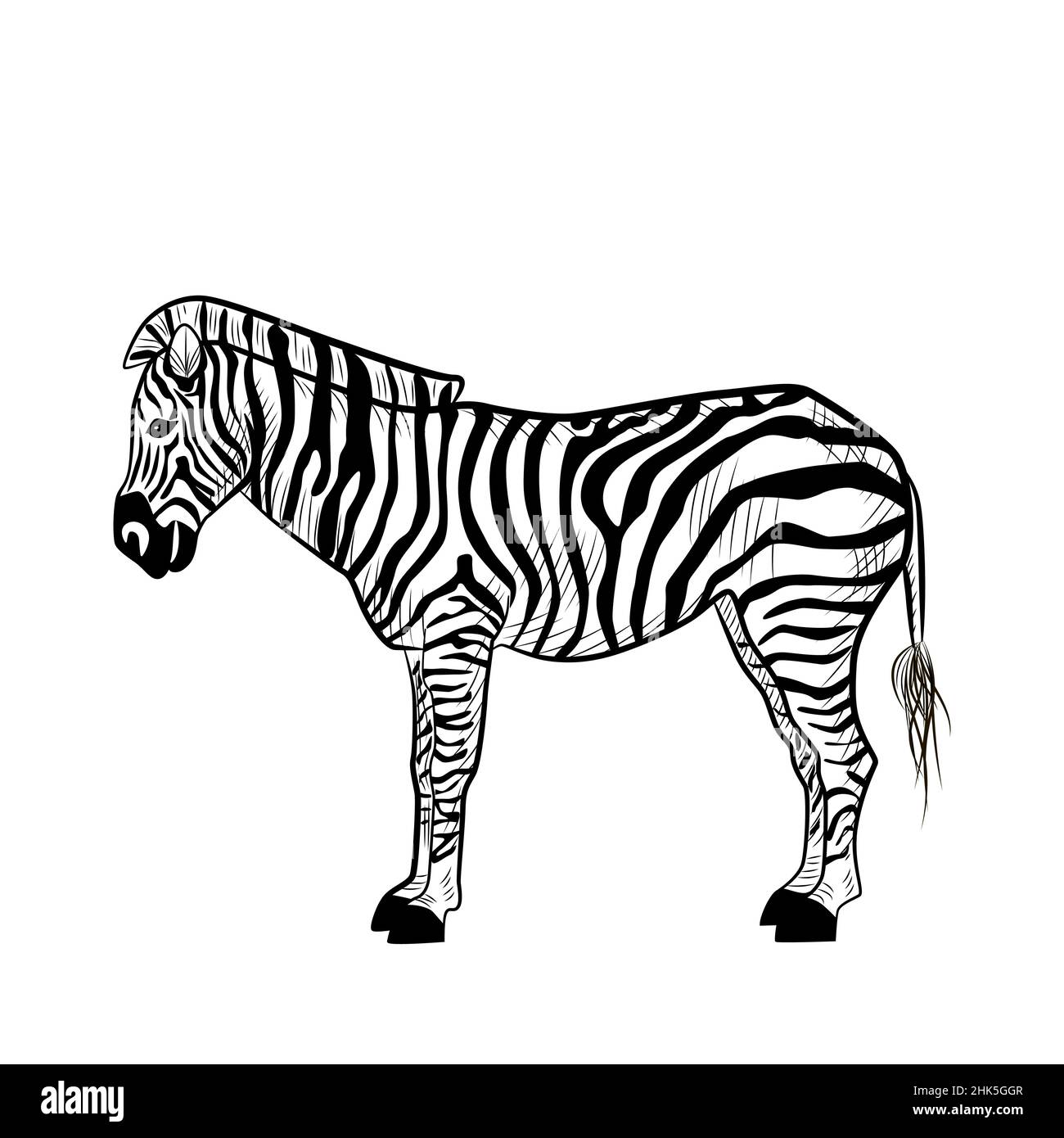 Zebra isolé sur fond blanc.Dessinez la savane à rayures et motif animal ...