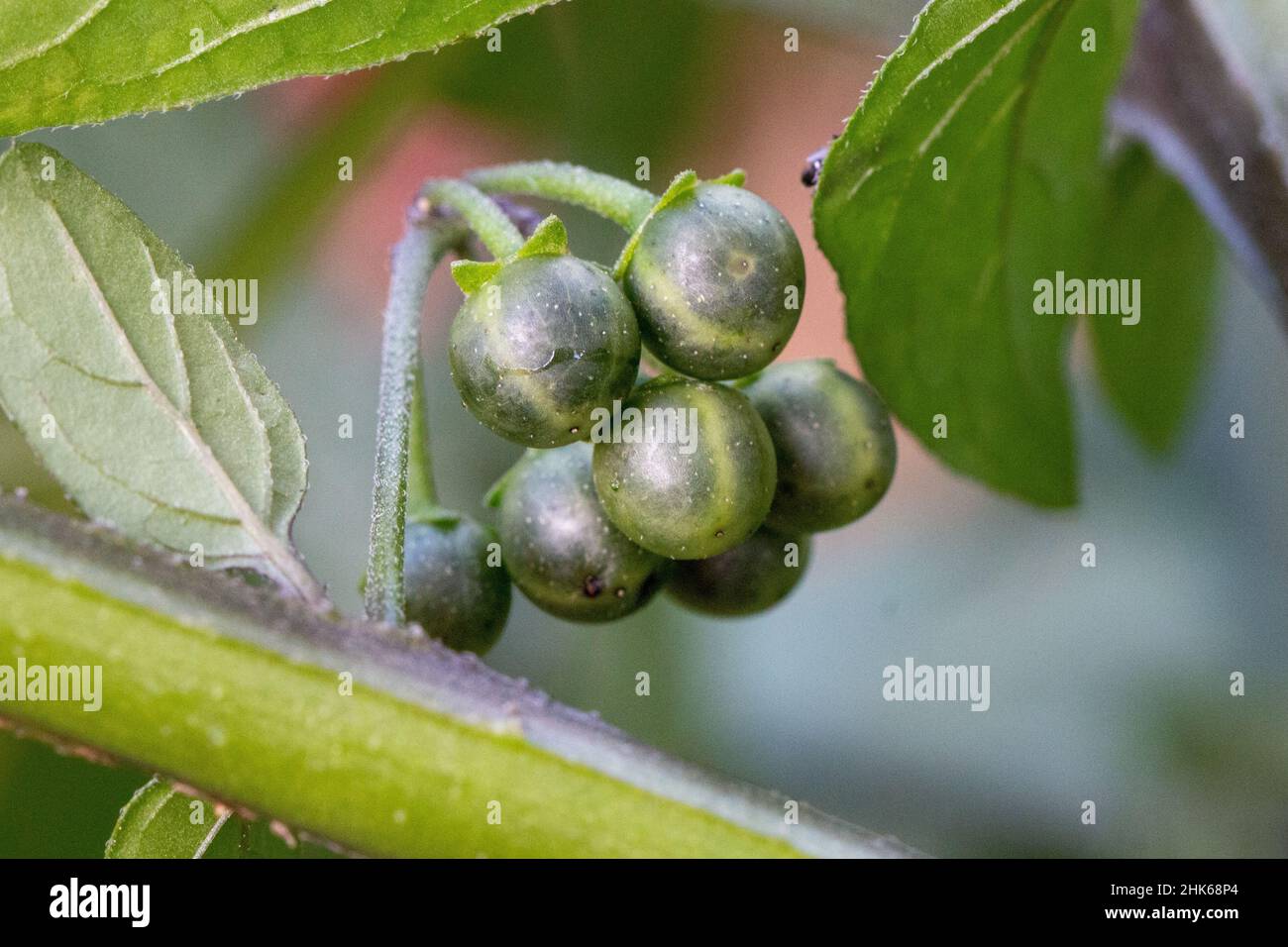 Black nightshade solanum nigrum Banque de photographies et d’images à ...