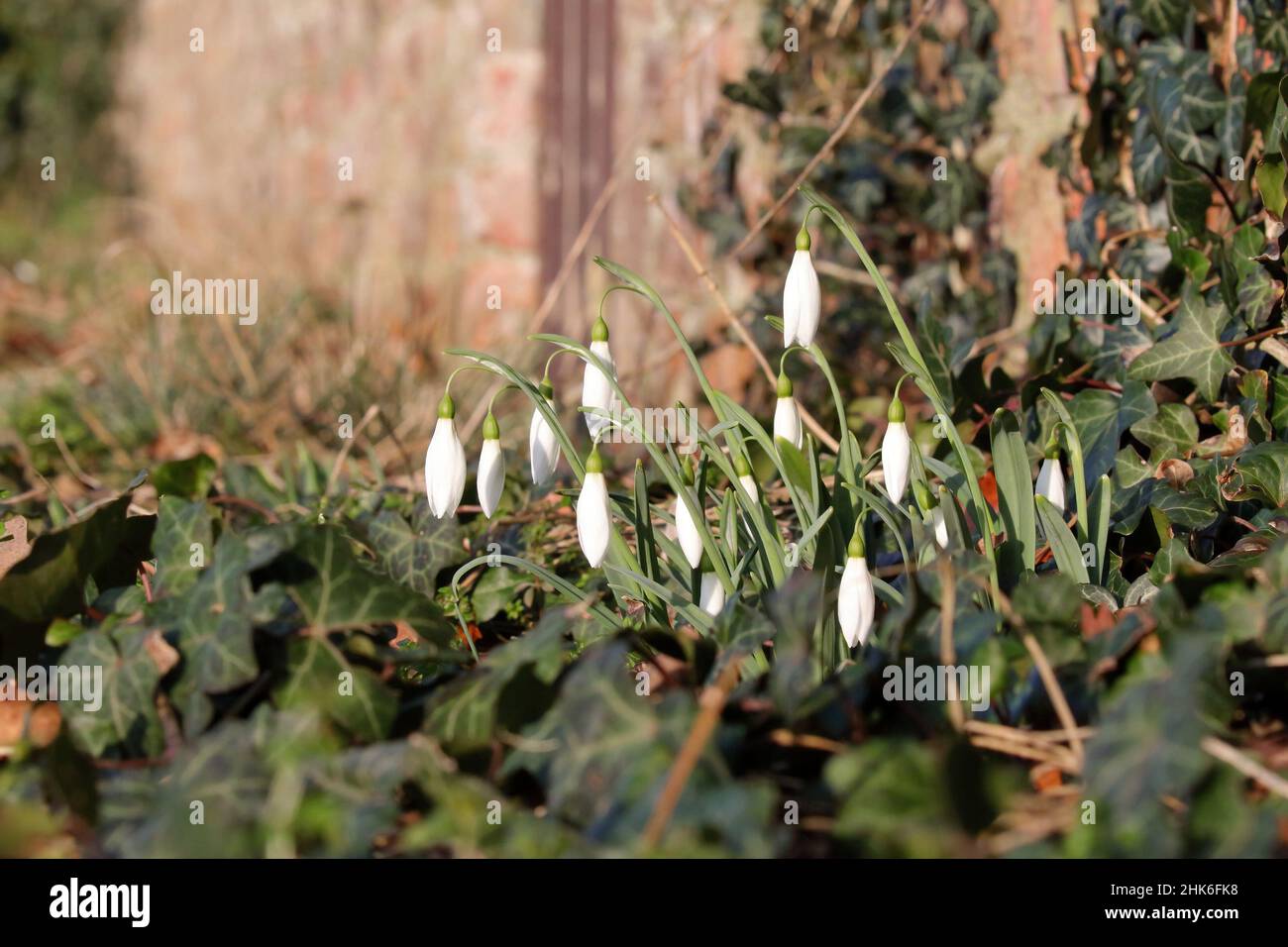 Perce neige irlandaise Banque de photographies et d’images à haute ...