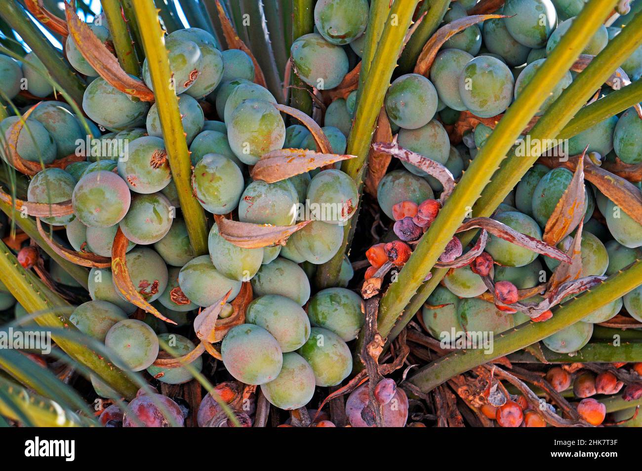 Cycas fruit Banque de photographies et d’images à haute résolution - Alamy