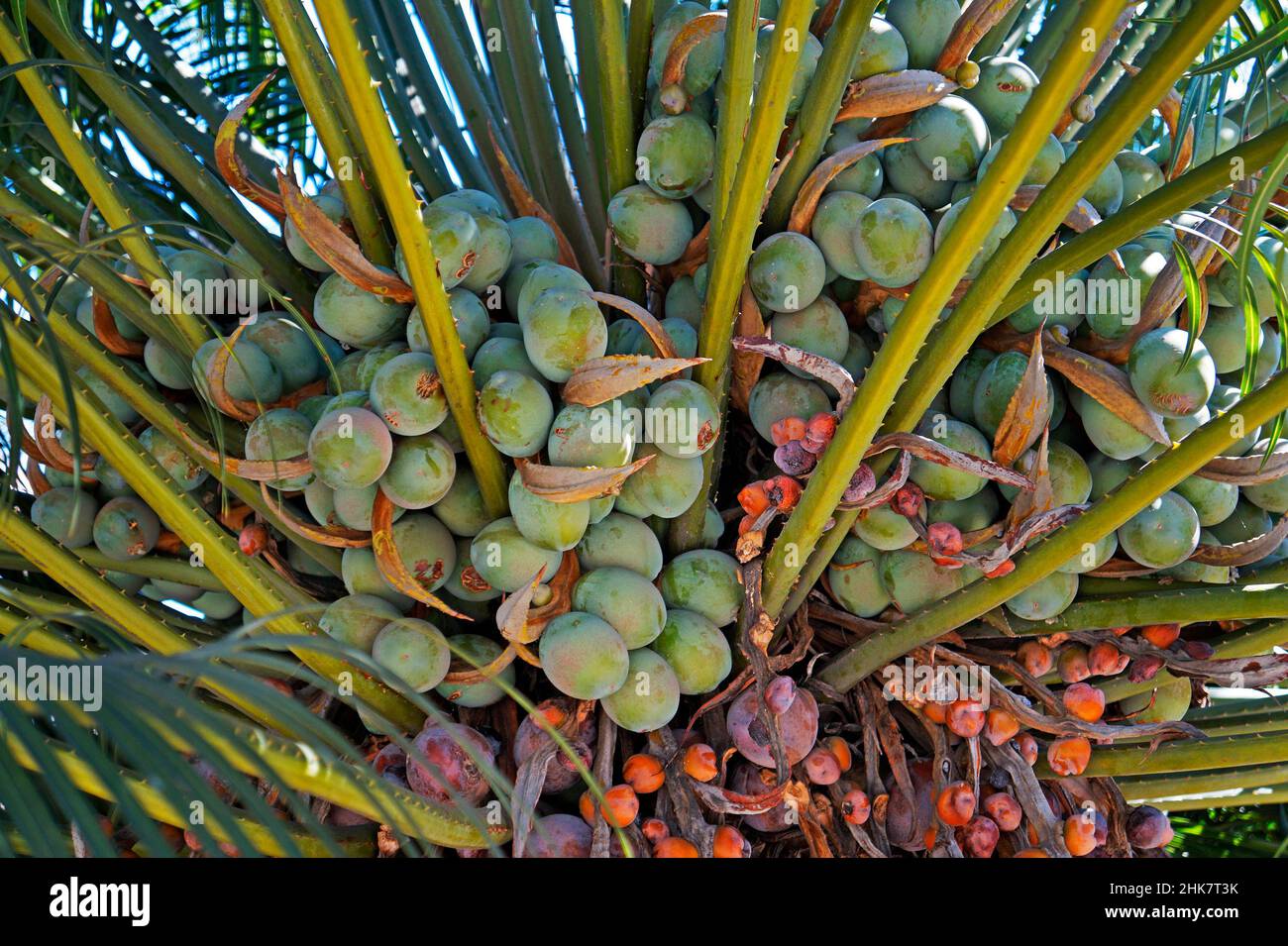 Cycas revoluta sago cycad Banque de photographies et d’images à haute ...