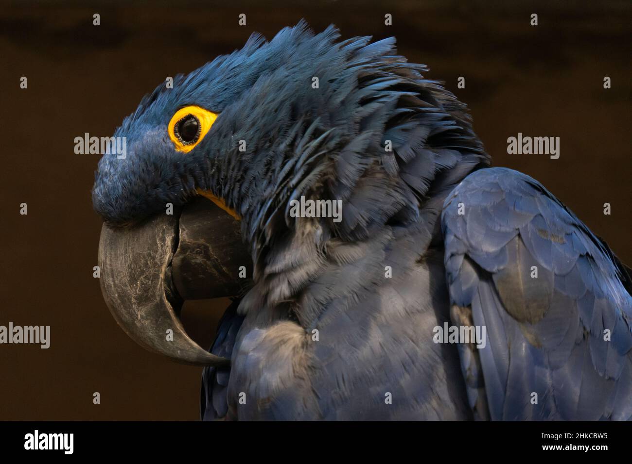Une macaw de jacinthe (Anodorhynchus hyacinthinus), ou macaw de ...