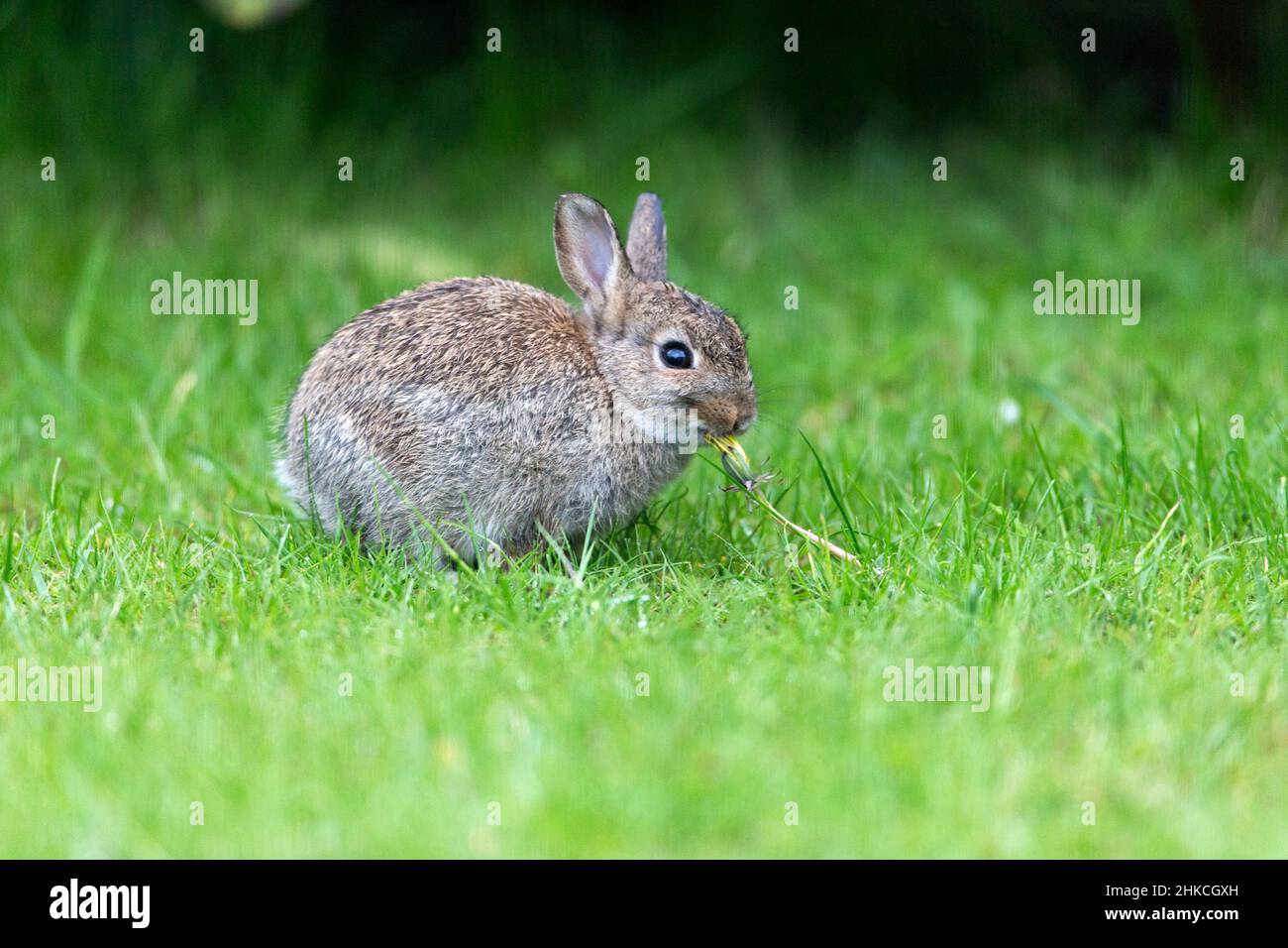 Lapin sauvage (Oryctolagus cuniculus) bébé lapin mangeant une plante de ...