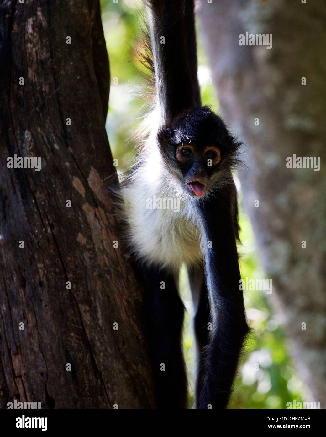 Gros plan d'un singe araignée (Ateles geoffroyi) accroché au visage ...
