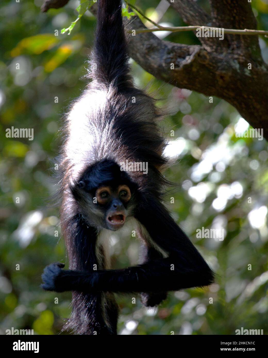 Gros plan d'un singe araignée (Ateles geoffroyi) accroché au visage ...