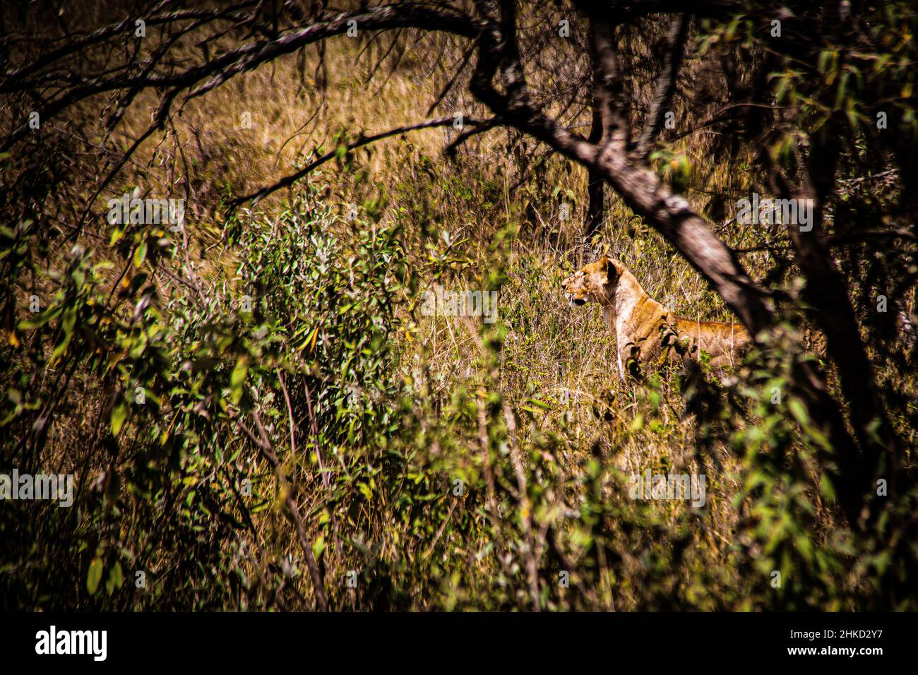 Vue d'une femelle de chasse au lion pour les proies dans les savane ...