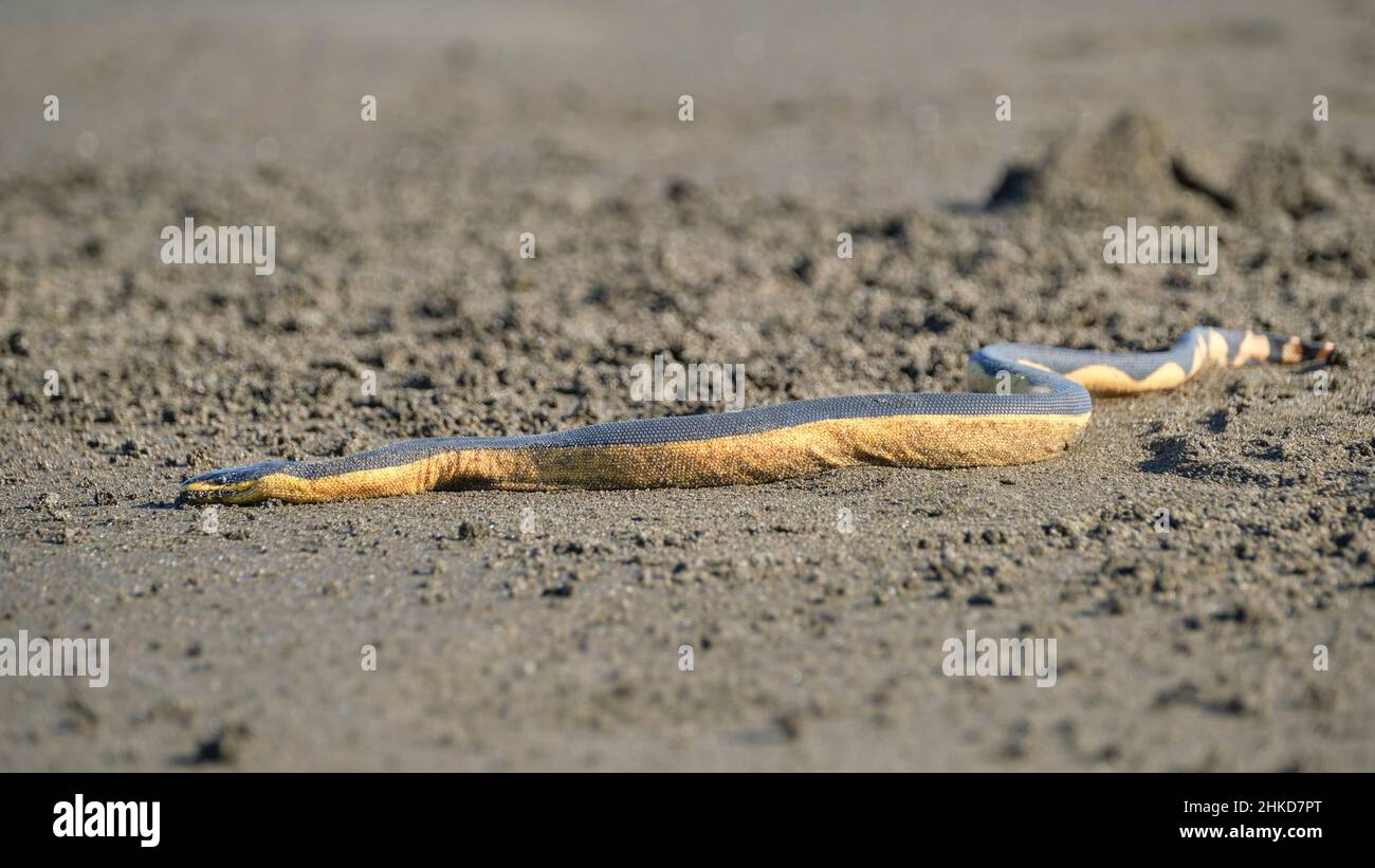 Un serpent de mer venimeux à ventre jaune sur une plage à Potrero ...