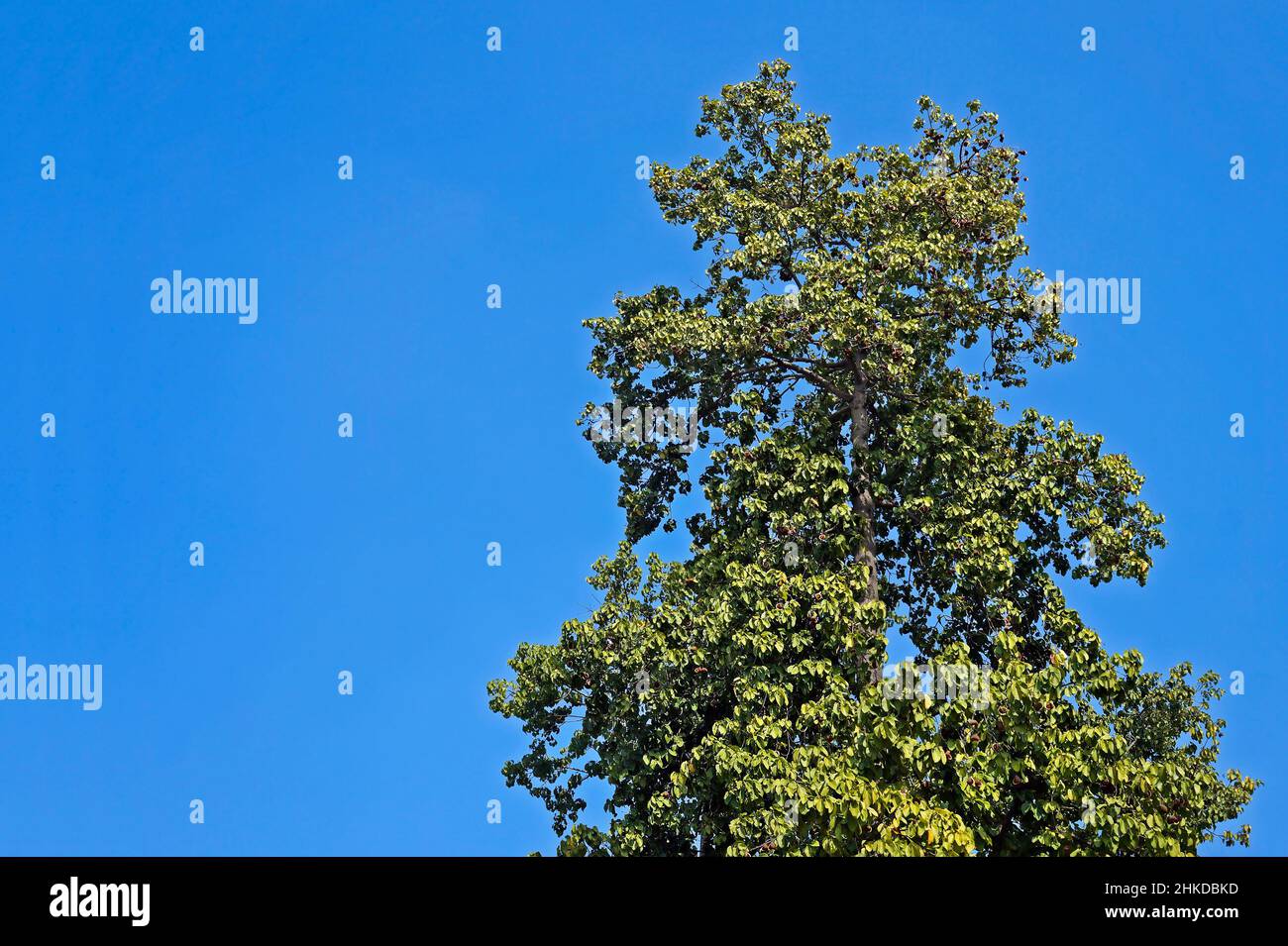 Arbre tropical Banque de photographies et d’images à haute résolution ...