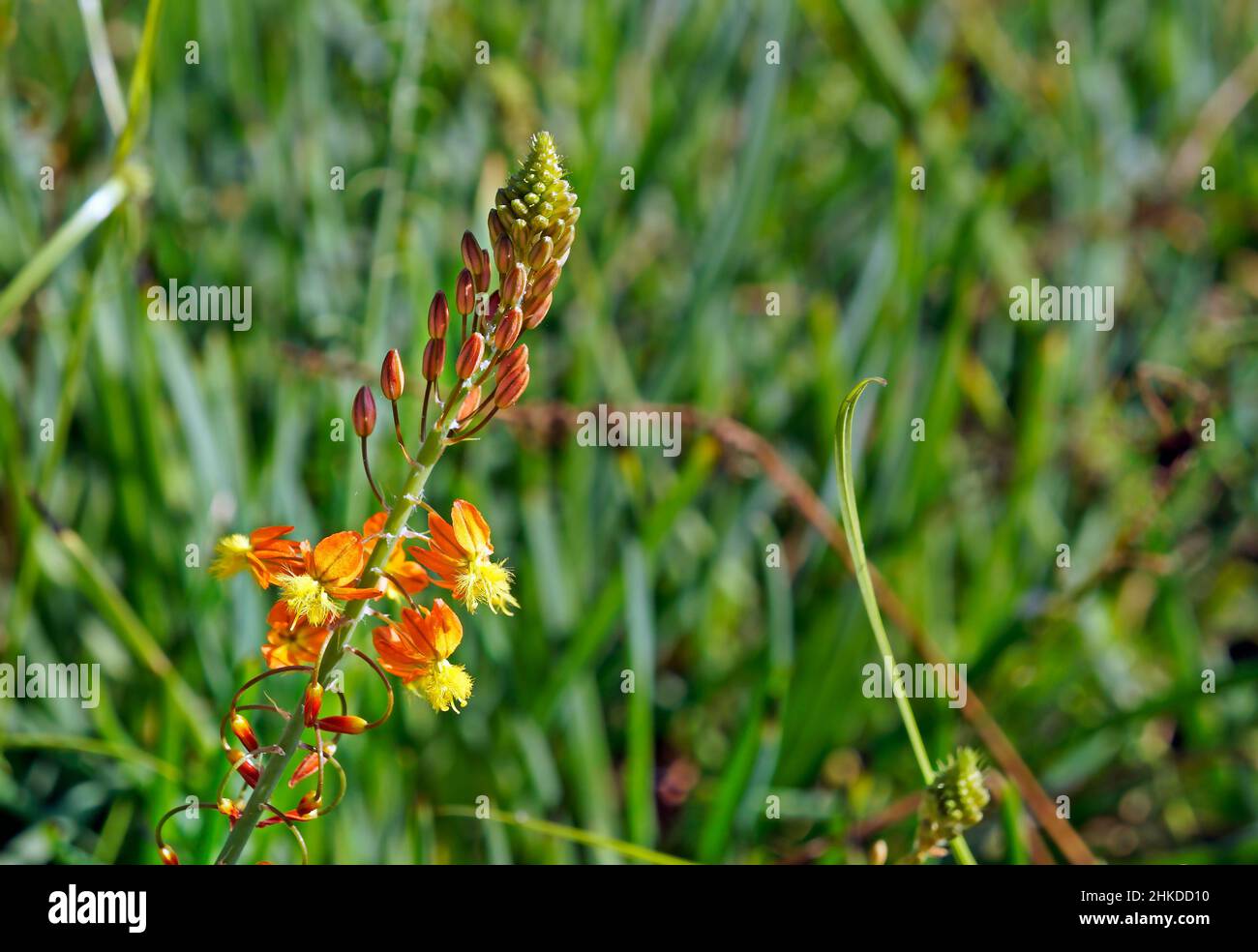 Bulbine frutescens Banque de photographies et d’images à haute ...