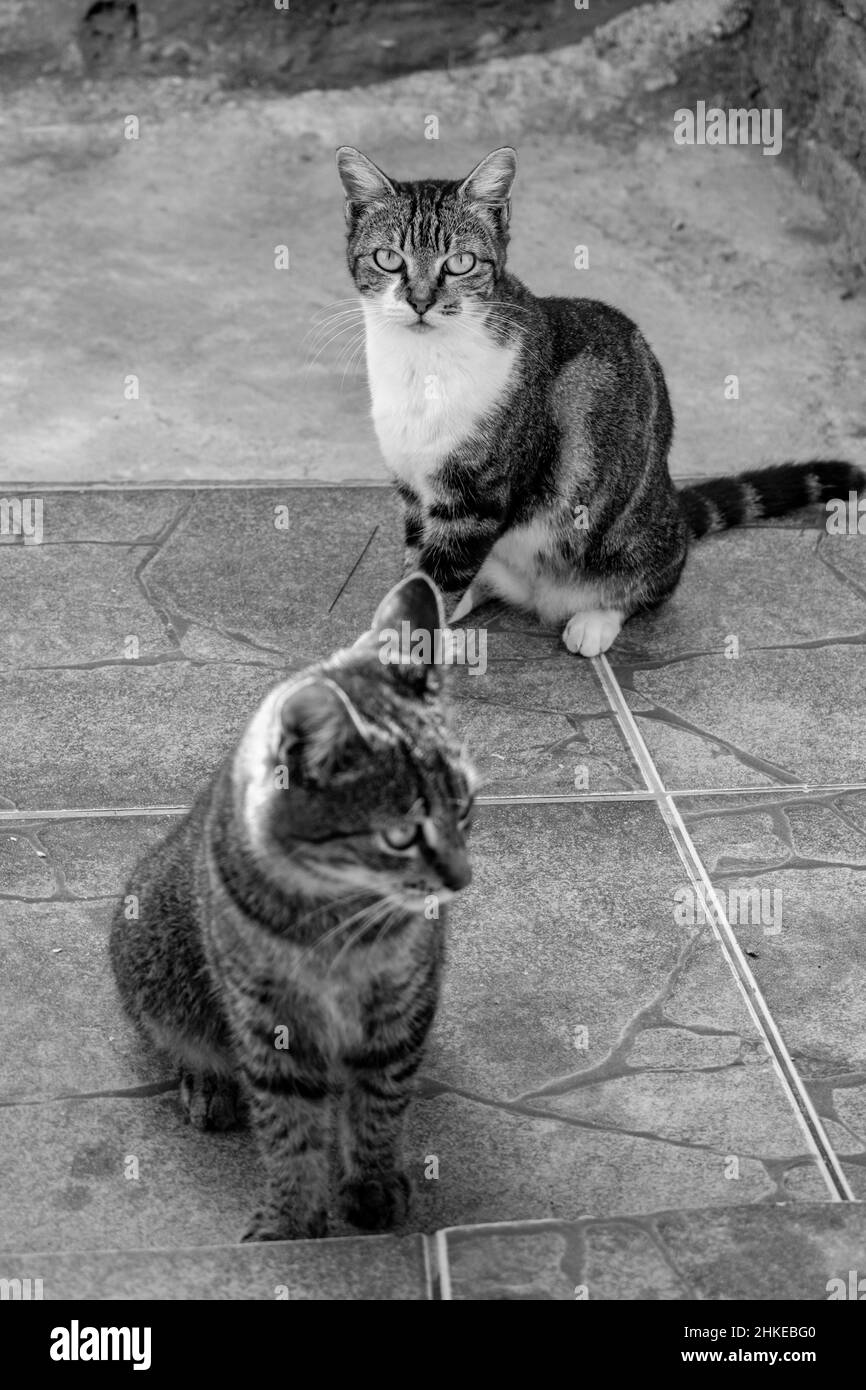 Photo de chat domestique (animal de compagnie) en plan fermé, avec un ...