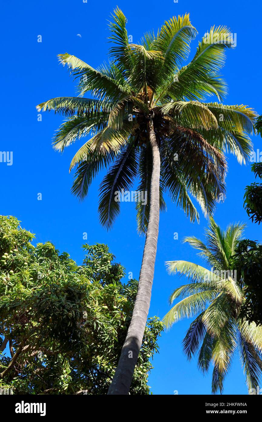 Mango tree at a Banque de photographies et d’images à haute résolution ...