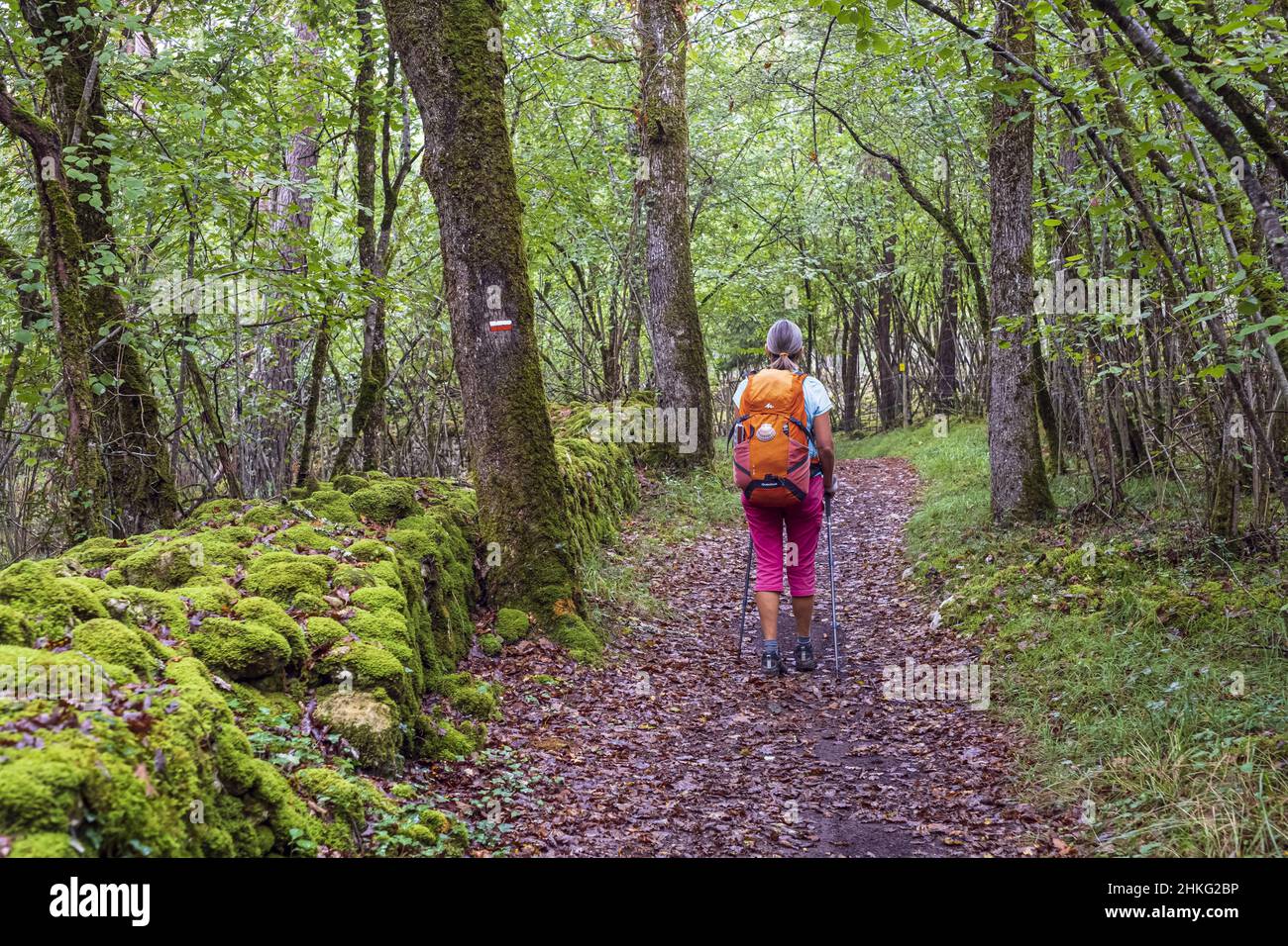 France, Dordogne, environs de Sorges, randonnée sur la via Lemovicensis ...