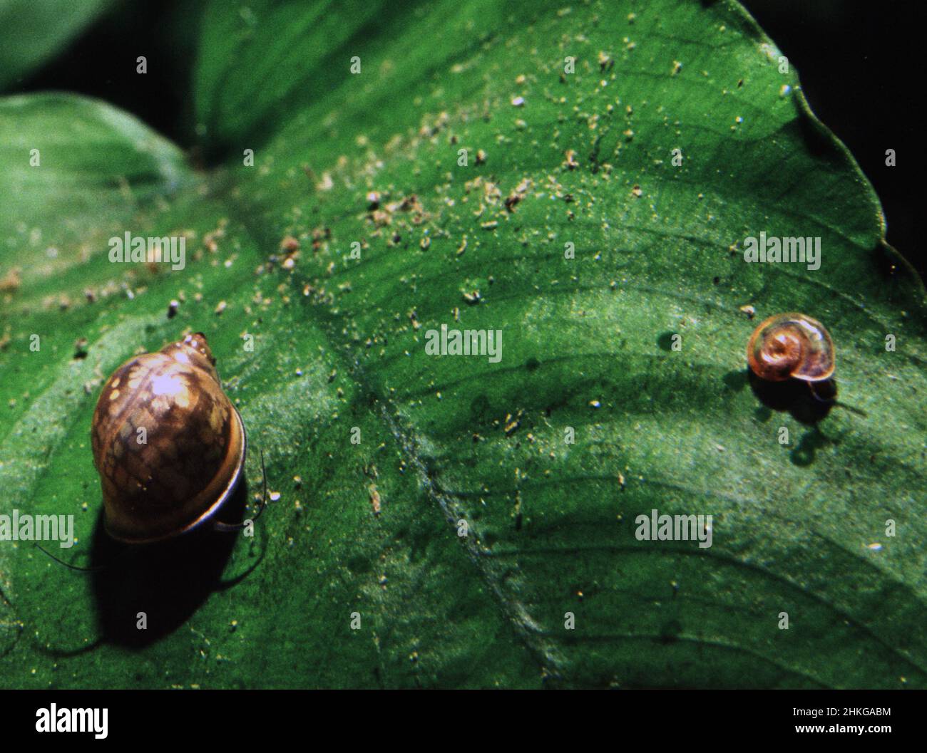 Escargots D eau Douce Banque De Photographies Et D images Haute Escargots D eau Douce Banque De Photographies Et D images Haute
