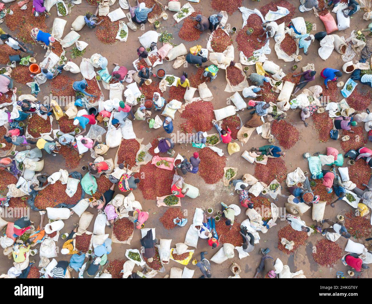 Depulping coffee Banque de photographies et d’images à haute résolution ...