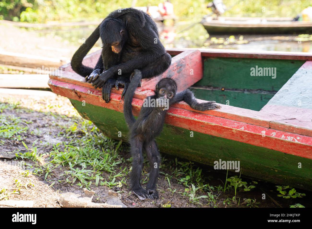 Bébé singe araignée Banque de photographies et d’images à haute ...