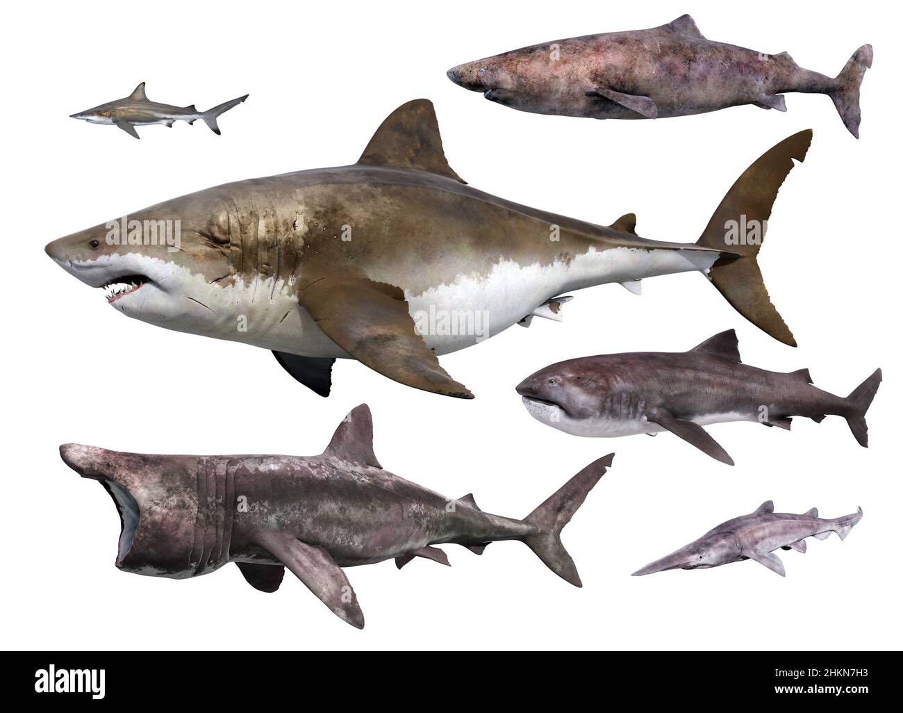 Comparaison de taille de requin Banque de photographies et d’images à ...