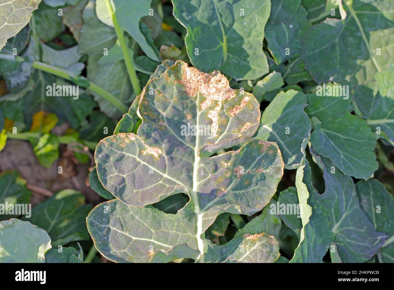 Mildiou de brassicas, mildiou de chou, mildiou de colza, mildiou de navet - la maladie qu'il ...