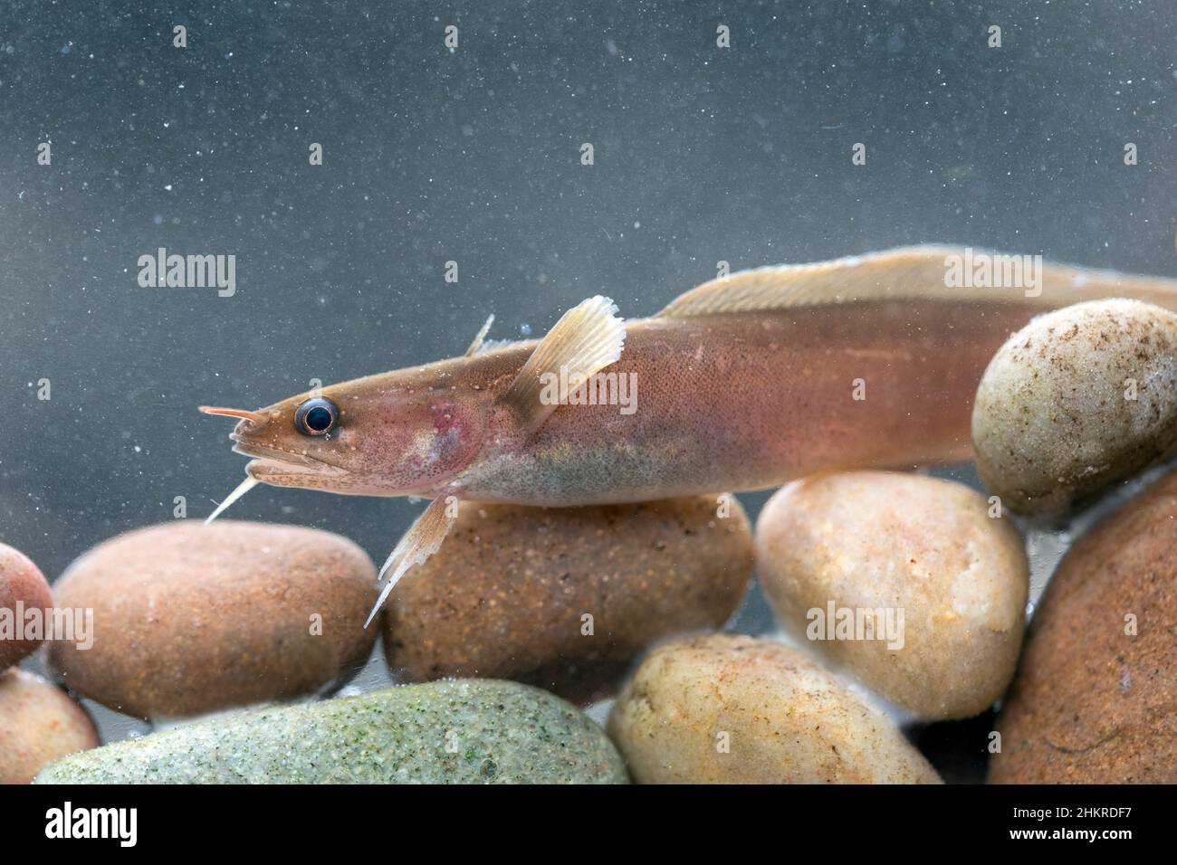 Rock pool fish Banque de photographies et d’images à haute résolution ...