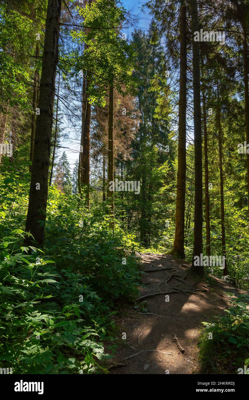sentier forestier au milieu de grands arbres. beau paysage de voyage ...