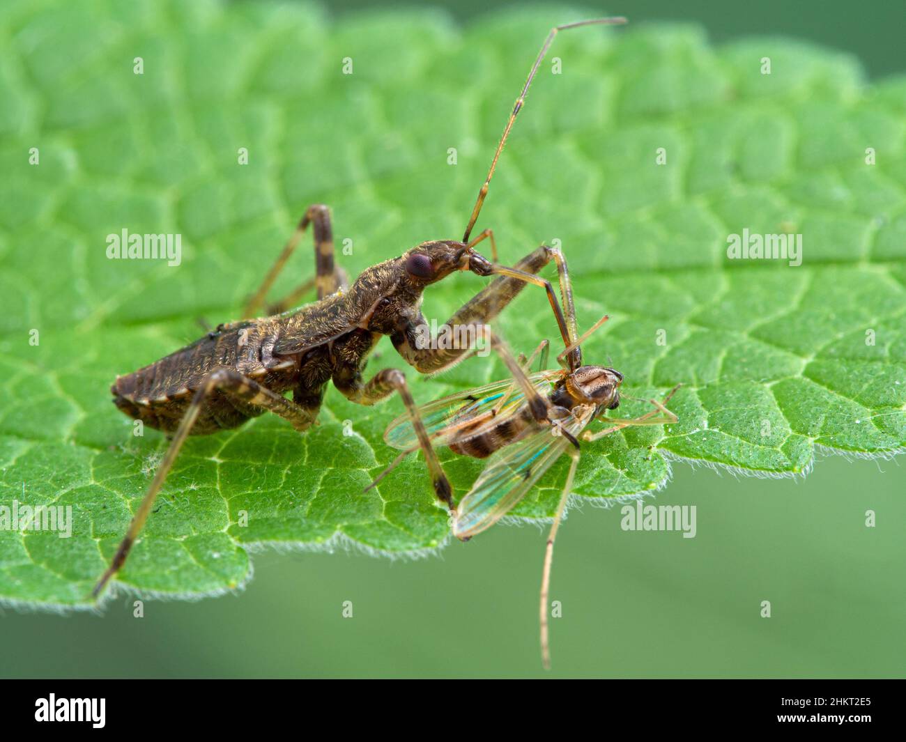 Vue latérale d'un insecte de damsel prédateur (Hoplistoscelis ...
