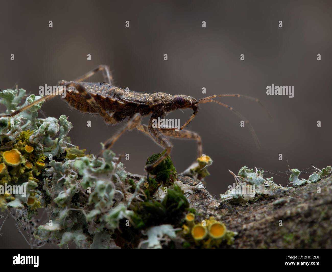 Vue latérale d'un insecte de damsel prédateur (Hoplistoscelis ...