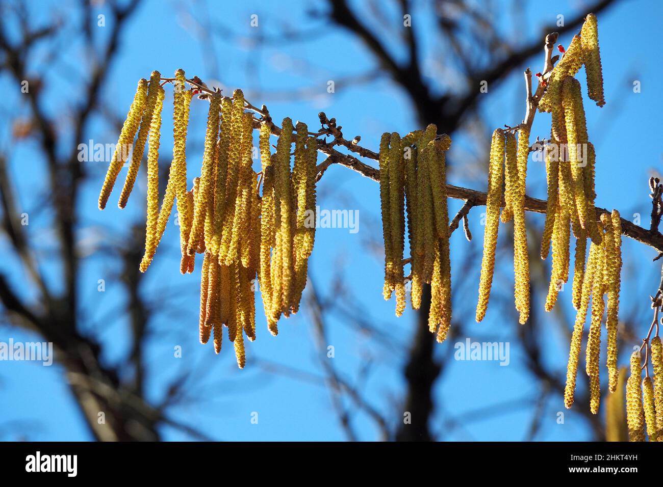 Hazel turc ou Turc filbert, Baumhasel France Hasel, France Haselnuss ...