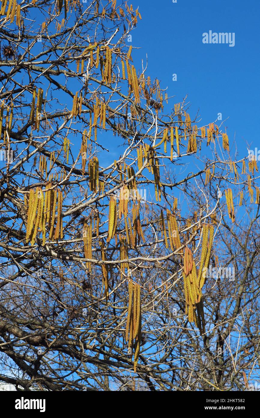 Hazel turc ou Turc filbert, Baumhasel France Hasel, France Haselnuss ...