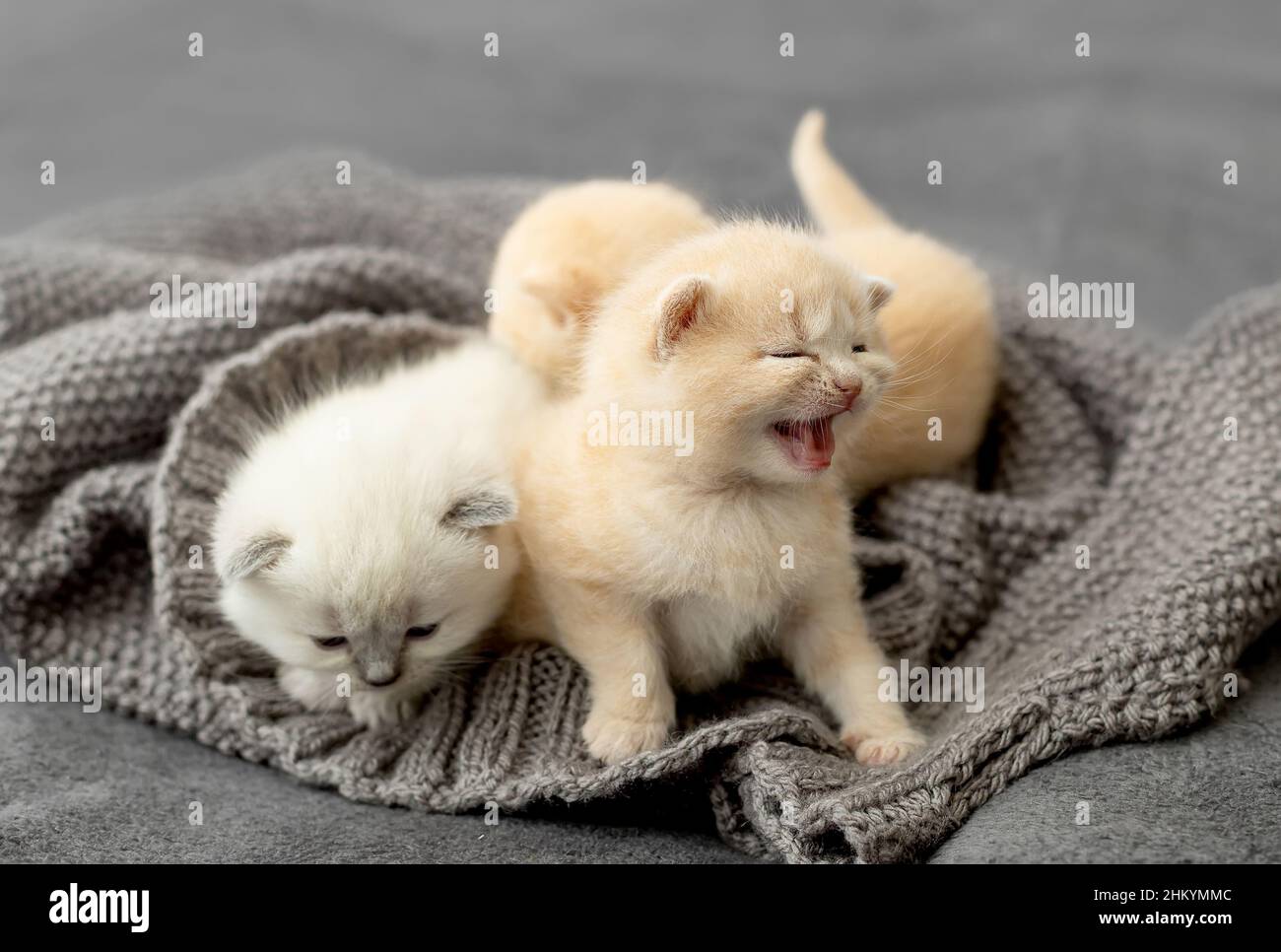 Chaton nouveau né Banque de photographies et d’images à haute ...