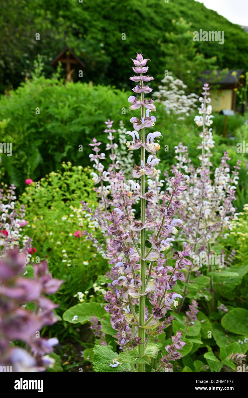 Salvia scarea Banque de photographies et d’images à haute résolution ...
