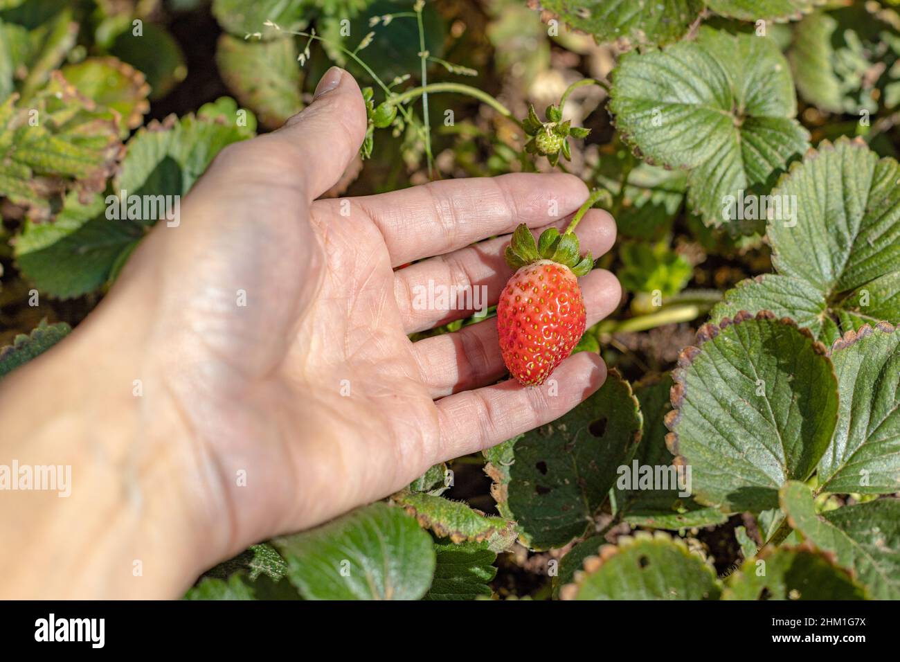 Fraise verte Banque de photographies et d’images à haute résolution - Alamy
