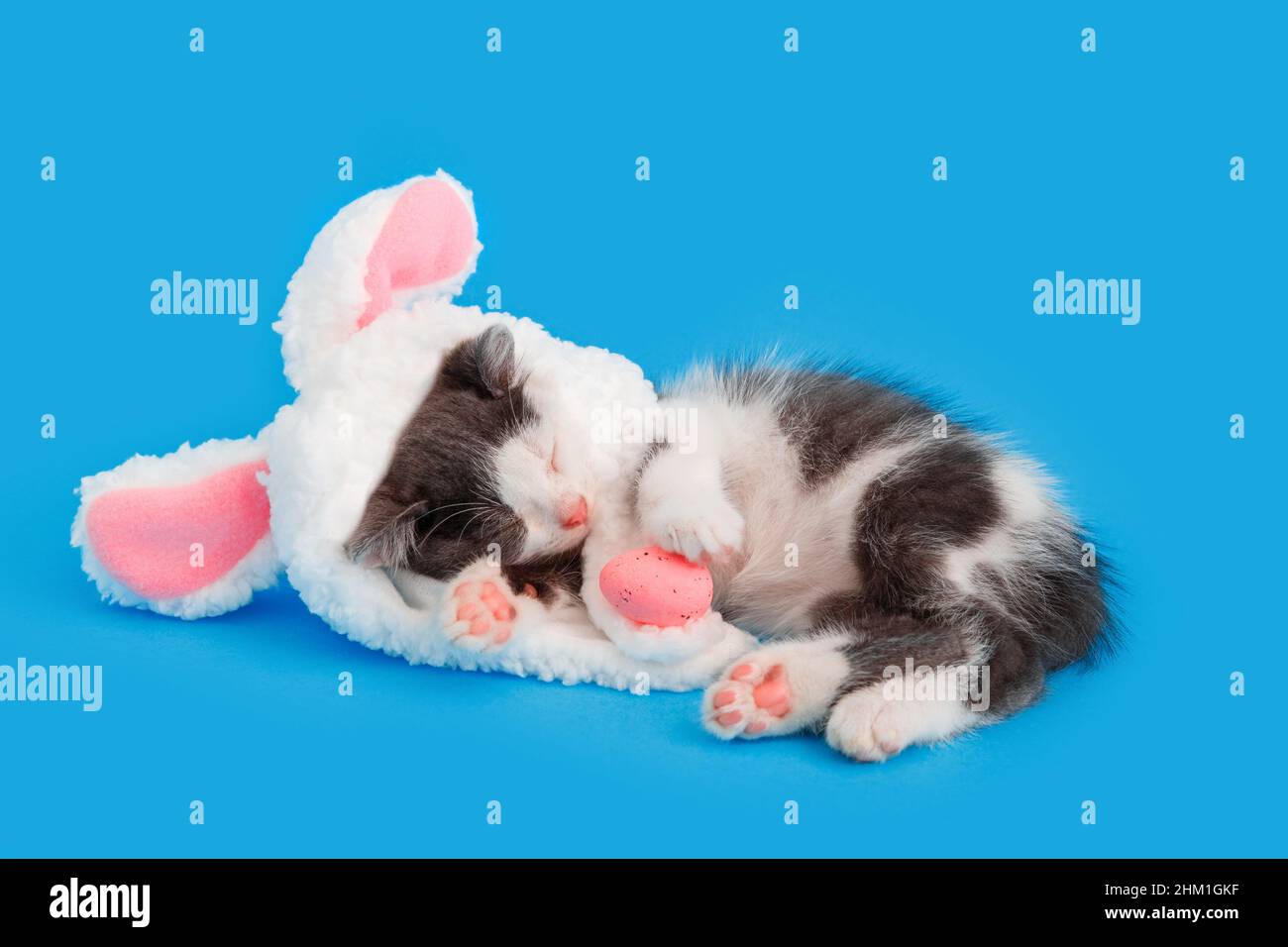Un petit adorable chaton endormi faisant semblant d'être un lapin de ...