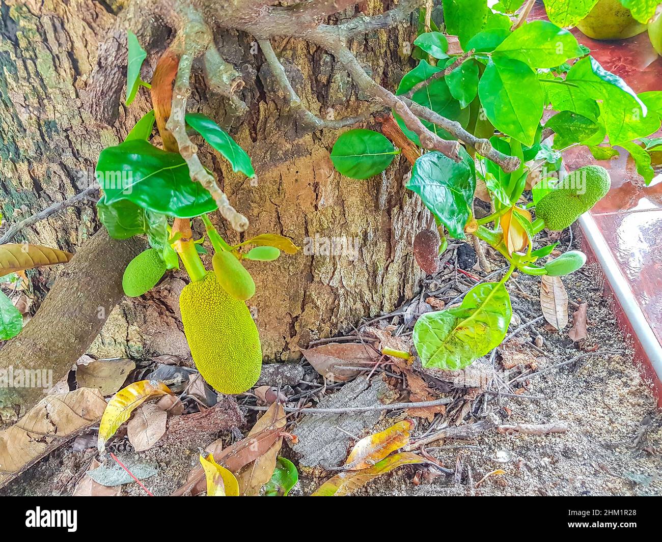 Jackfruit Artocarpus heterophyllus poussant sur un arbre de Jack dans ...