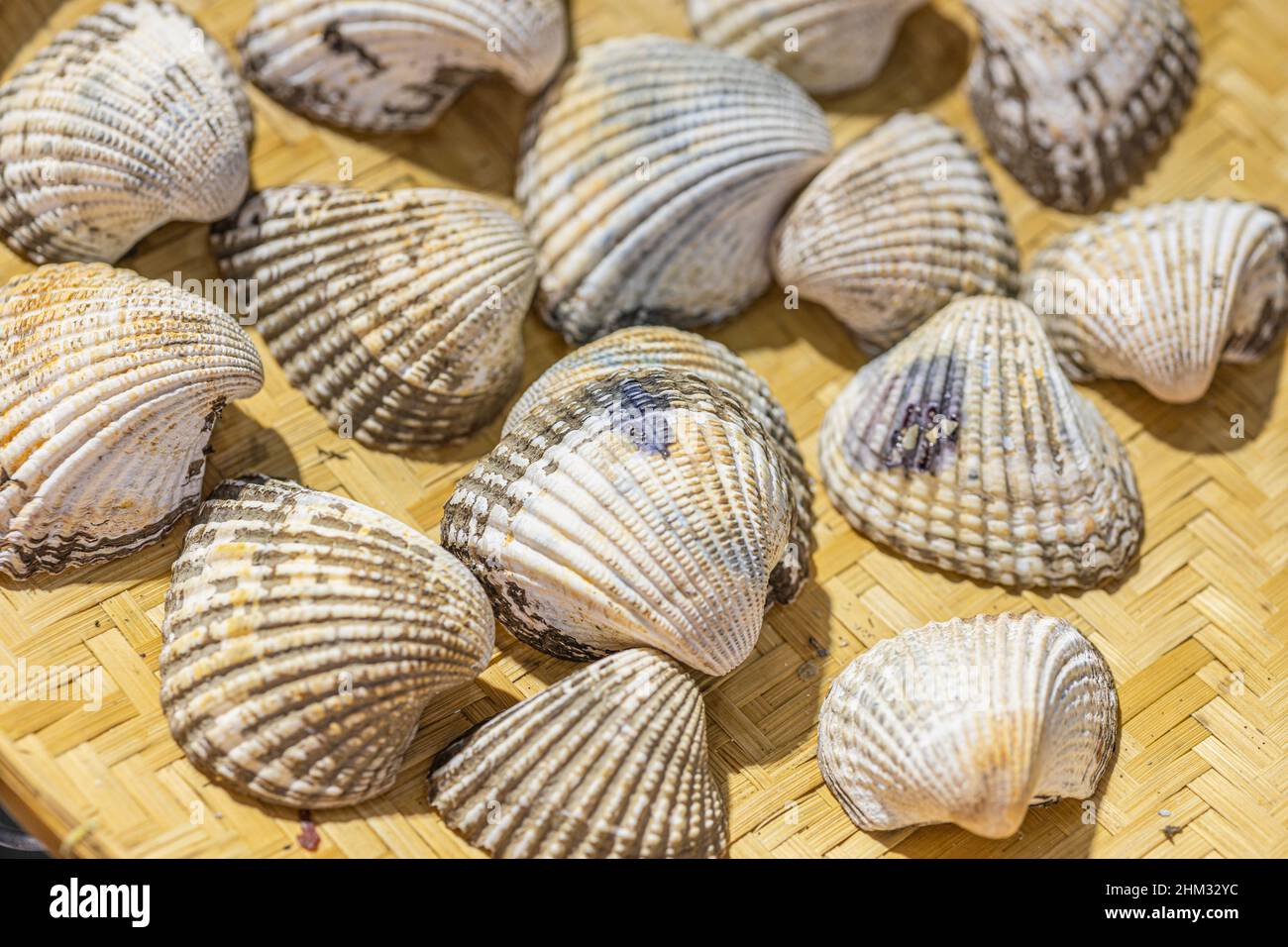 Coquille de carbonate de calcium naturel Banque de photographies et d ...