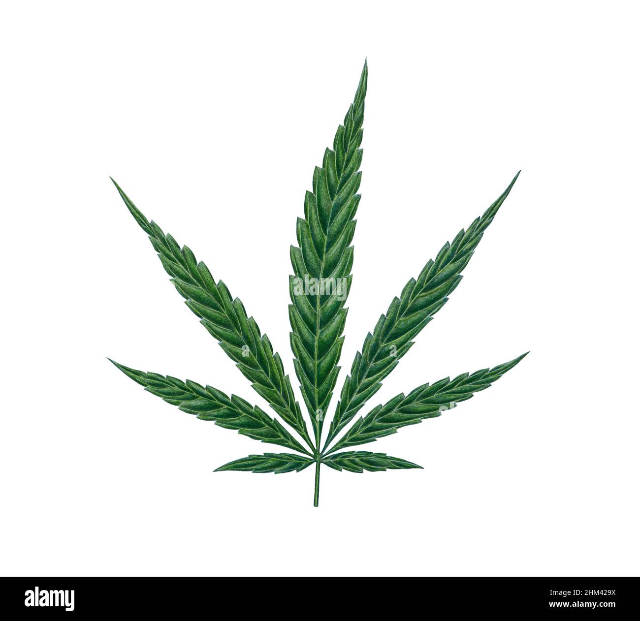 Plante de cannabis indica Banque de photographies et d’images à haute ...