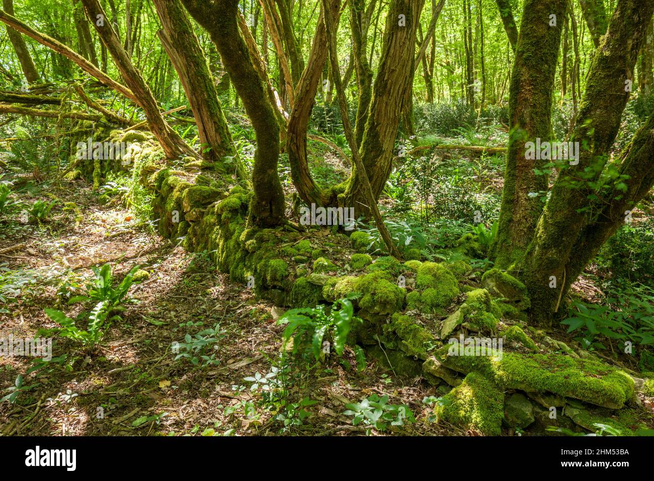 Nature landscape trees Banque de photographies et d’images à haute ...