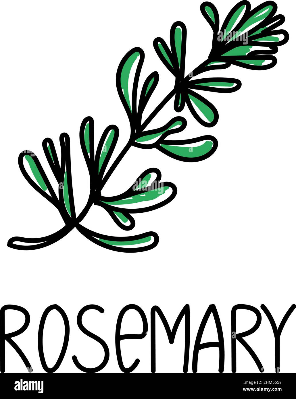 Romarin, élément dessiné dans le style des caniche. Logo et emblème ...