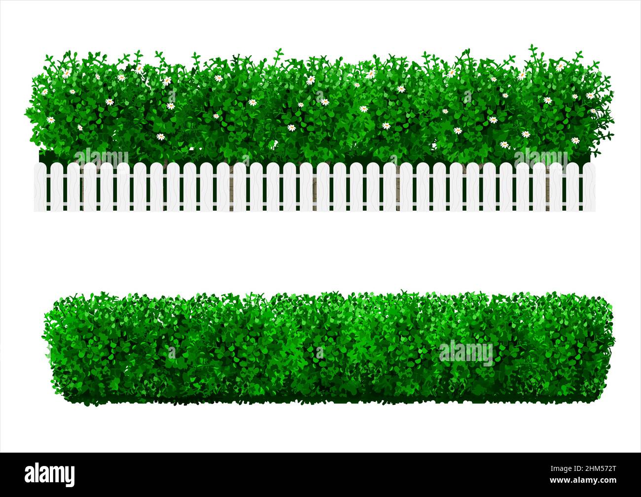 Bush sous la forme d'une haie verte.Plantes ornementales.Le jardin ou ...
