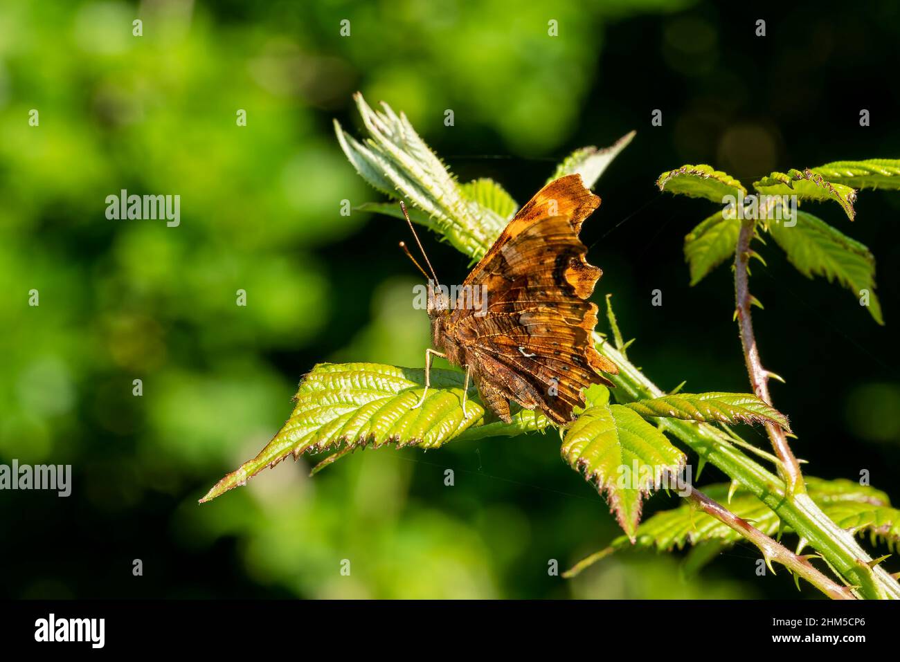 Insecte volant brun Banque de photographies et d’images à haute ...