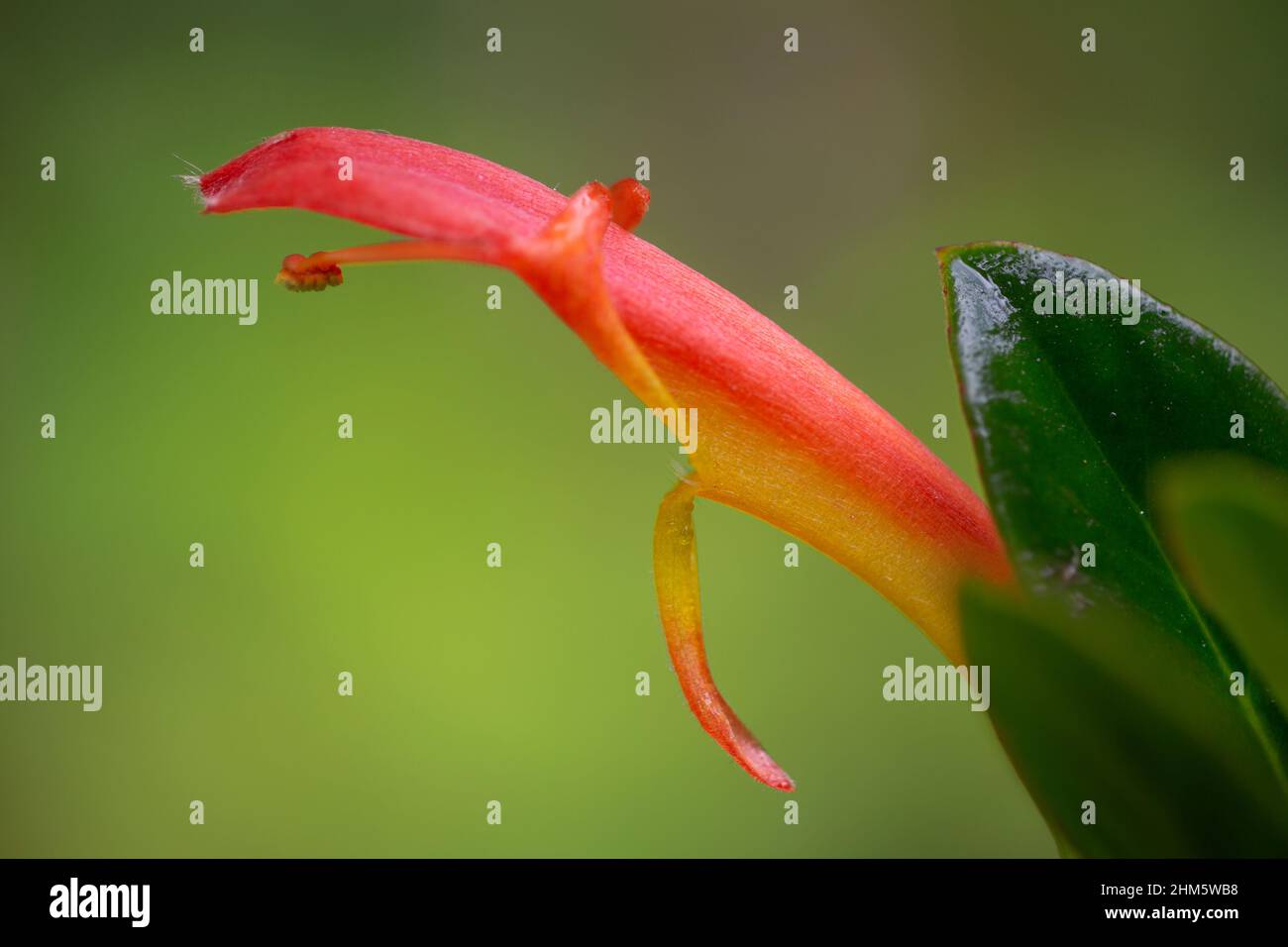 Plante du poisson rouge (Columnea lepidocaulis).Réserve forestière de ...