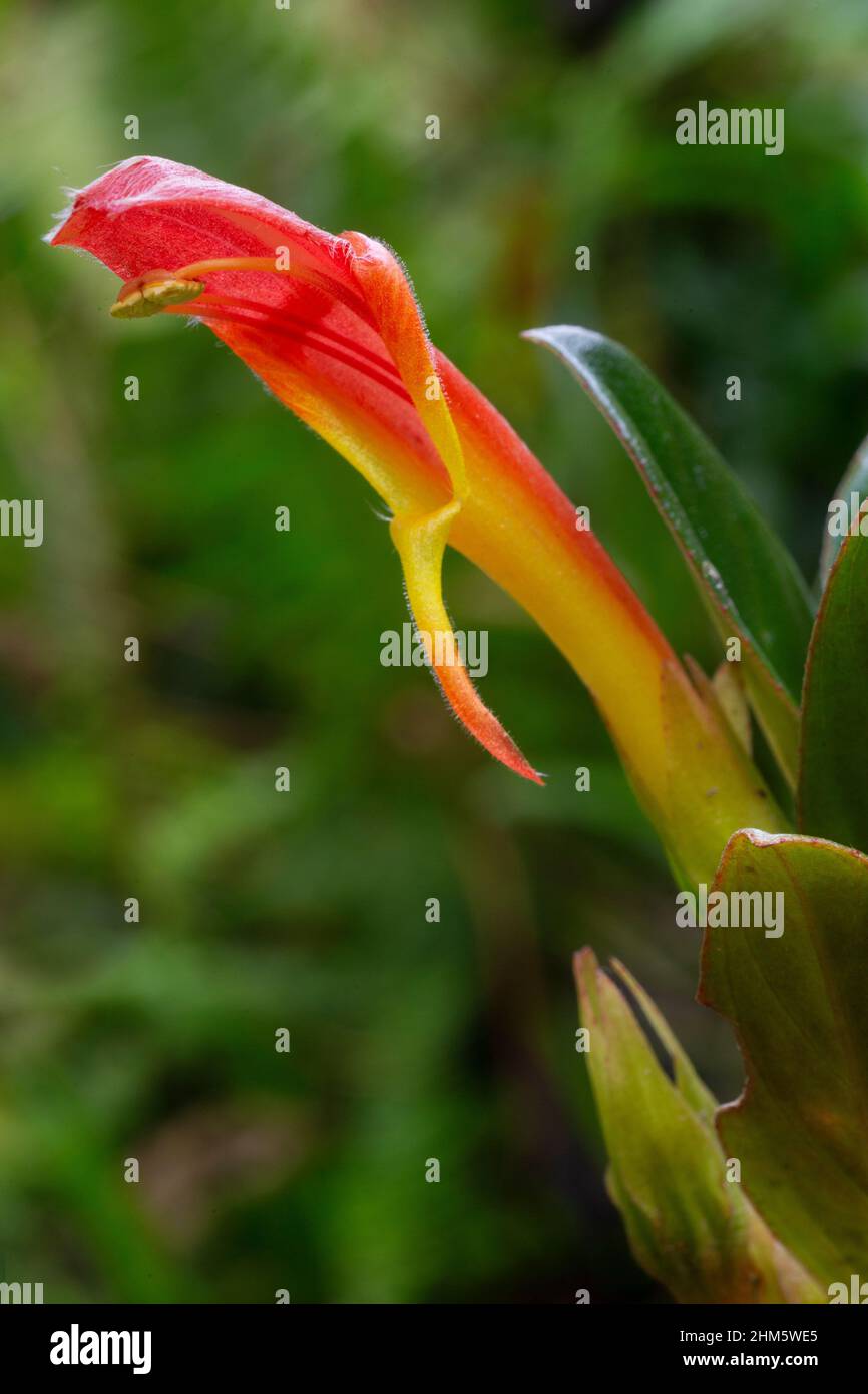 Plante du poisson rouge (Columnea lepidocaulis).Réserve forestière de ...