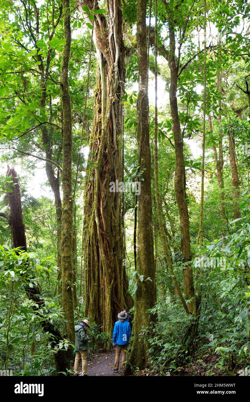 Fig ficus sp Banque de photographies et d’images à haute résolution - Alamy
