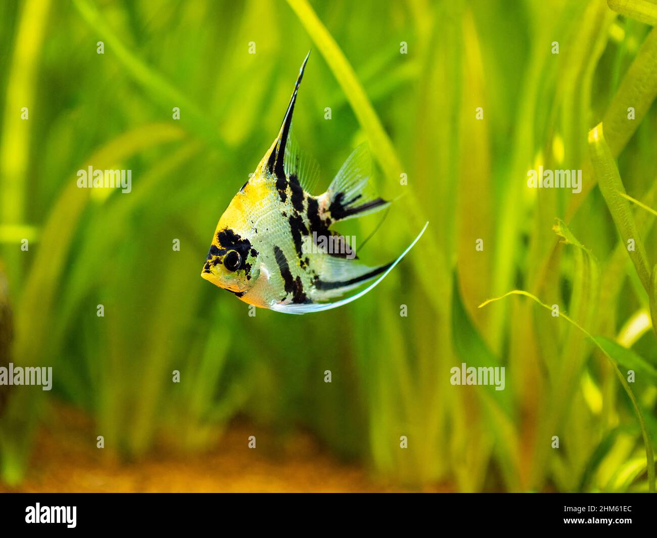 Foyer sélectif d'un poisson-Ange en marbre (pterophyllum scalare) isolé ...
