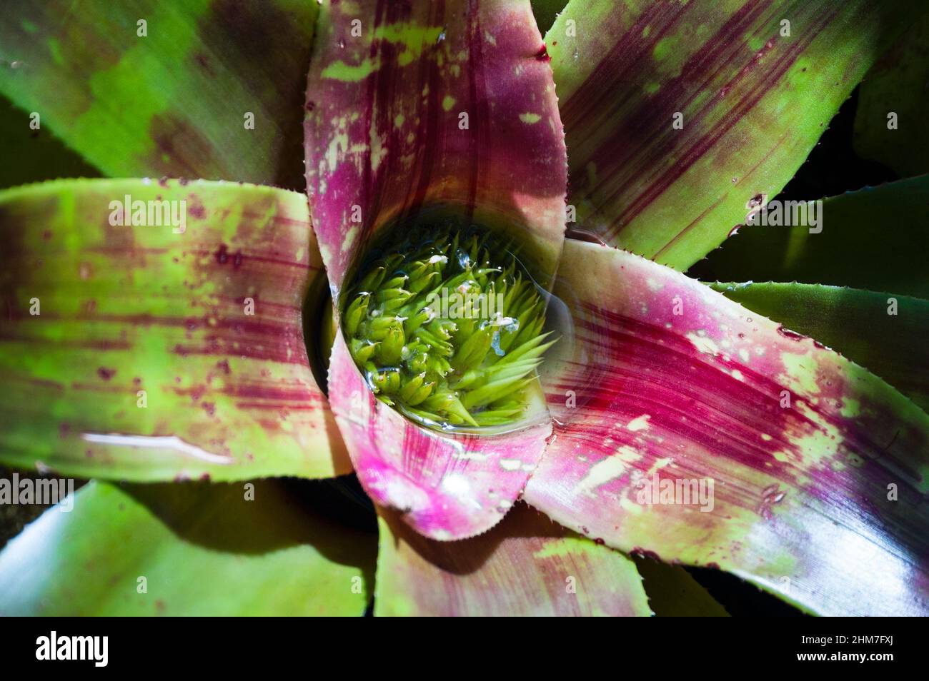 Plante de bromelia Banque de photographies et d’images à haute ...