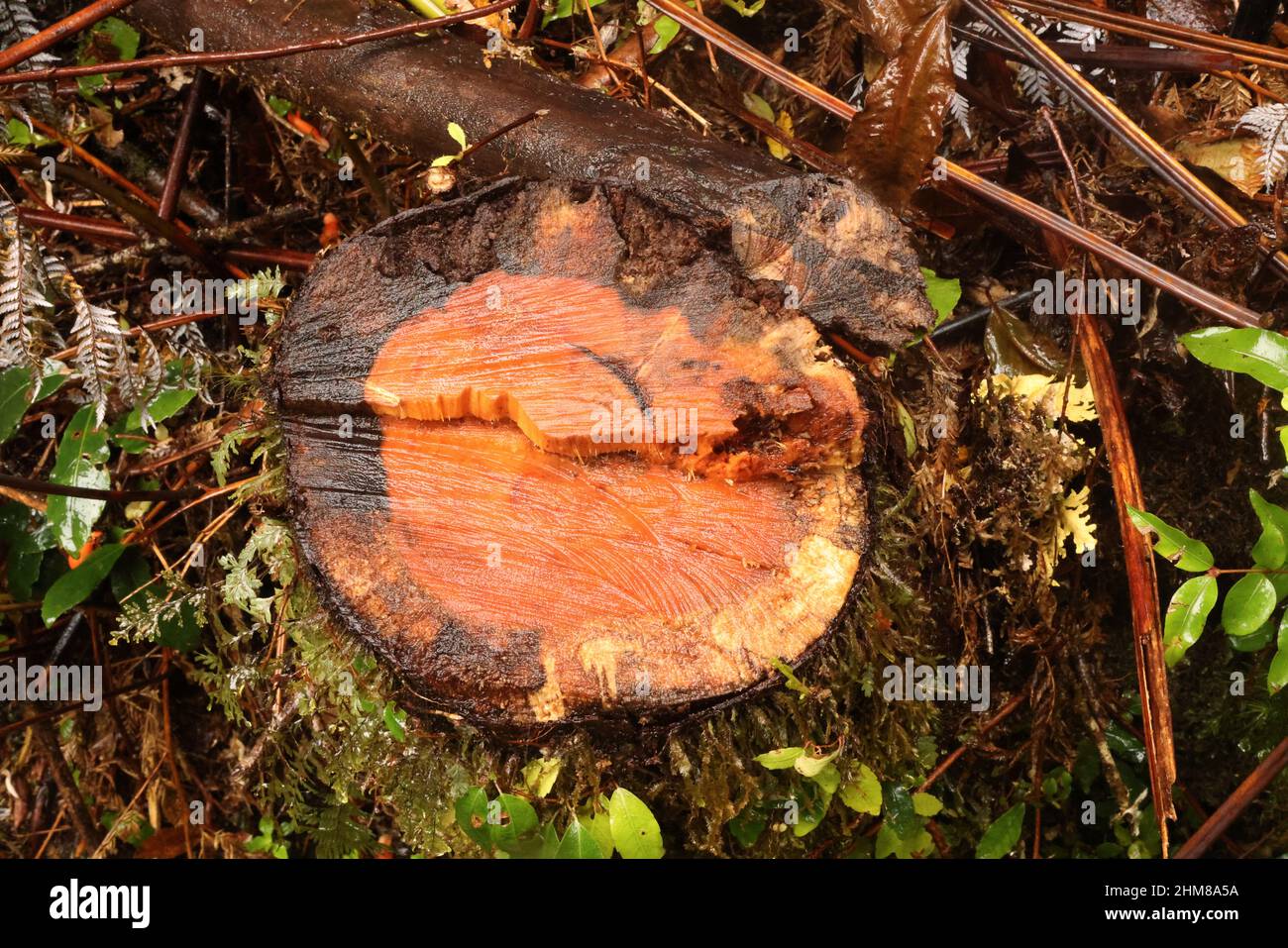 Alerce Andino National Park Banque De Photographies Et D images Haute alerce-andino-national-park-banque-de-photographies-et-d-images-haute