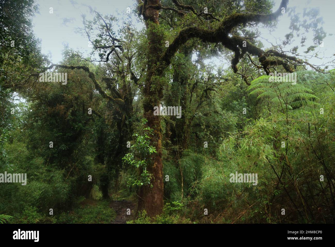 Alerce Andino National Park Banque De Photographies Et D images Haute alerce-andino-national-park-banque-de-photographies-et-d-images-haute
