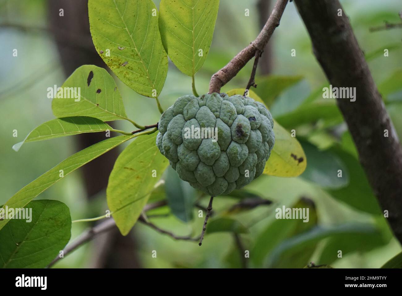 Corossol sauvage Banque de photographies et d’images à haute résolution ...