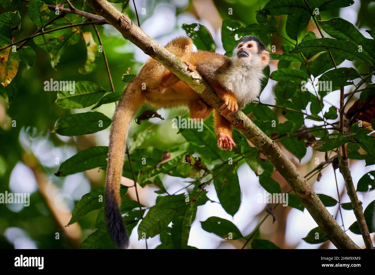 Singe écureuil d'Amérique centrale ou singe écureuil à dos rouge ...