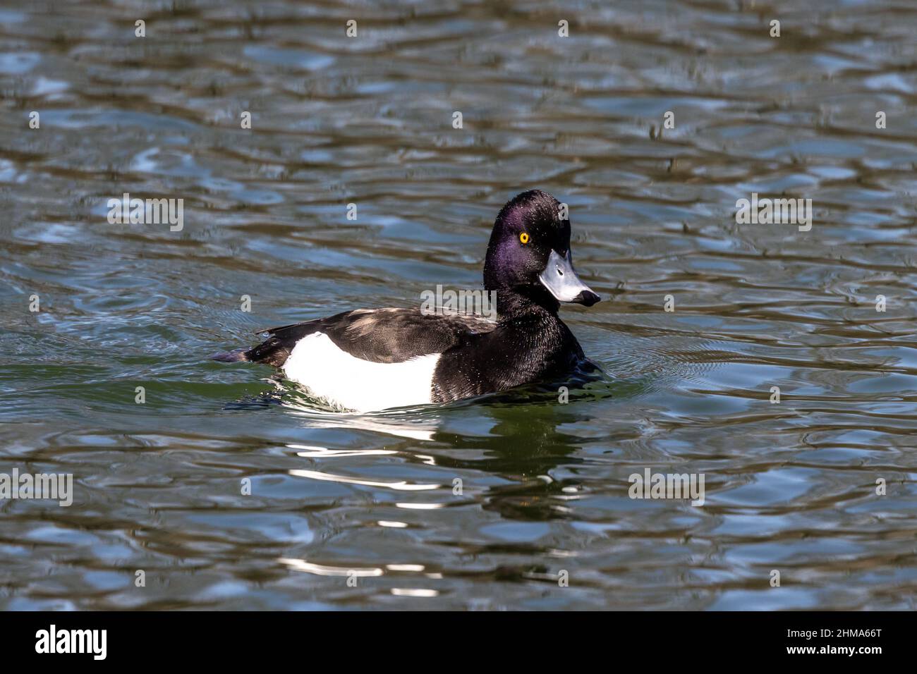 Le cygne muet, Cygnus olor est une espèce de cygne et un membre de la famille des Anatidae. Ici ...